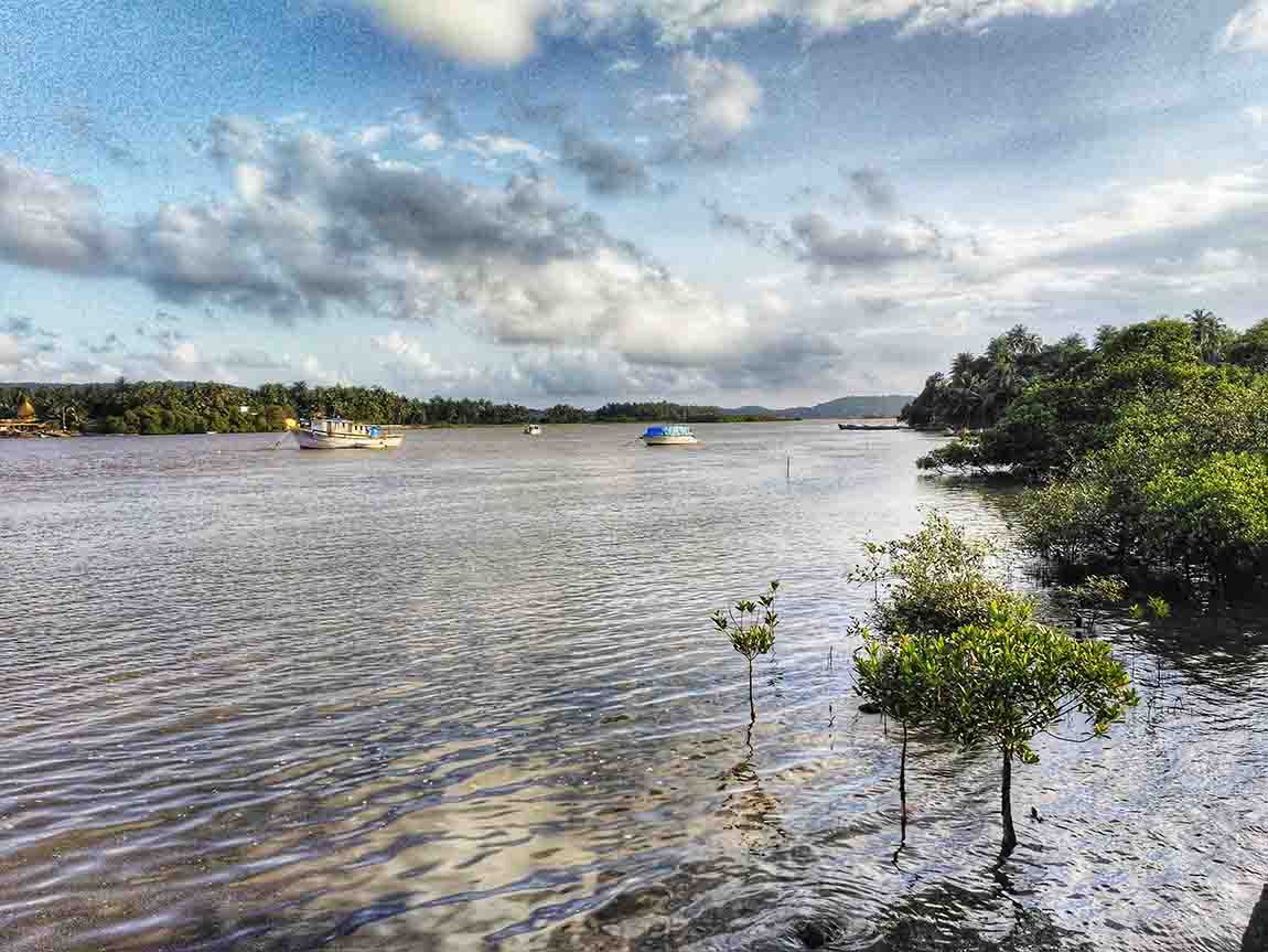 Discover the Majestic Kingfisher Species in Goa